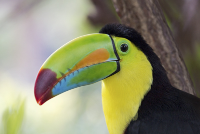 Mathia Coco e Gabriele Mastrilli – Costa Rica. Pura vida – Instituto ...